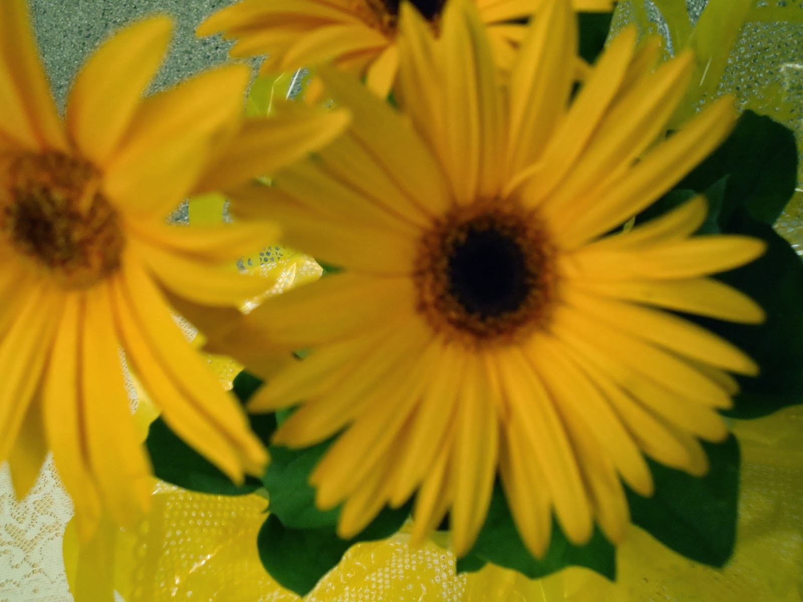 Espaço Compartilhado: FLORES